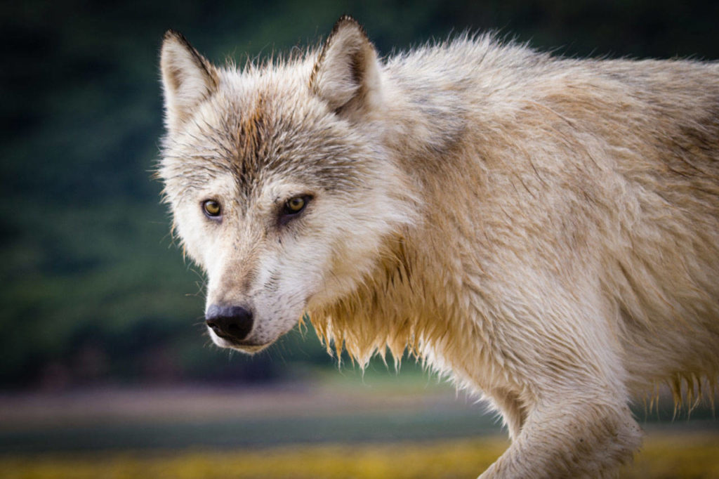 Wolf population continues to make a comeback in Washington | Issaquah ...