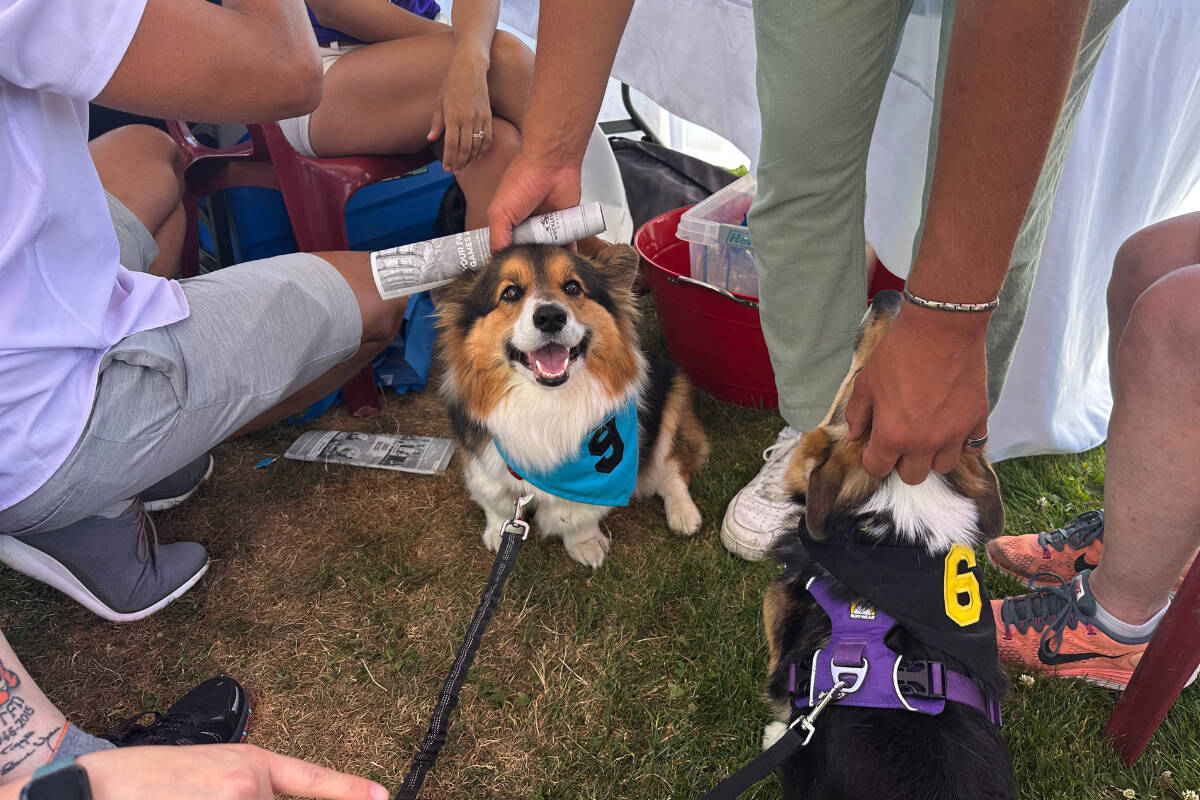 Corgis race to join the fight against Alzheimer’s Disease | Issaquah ...